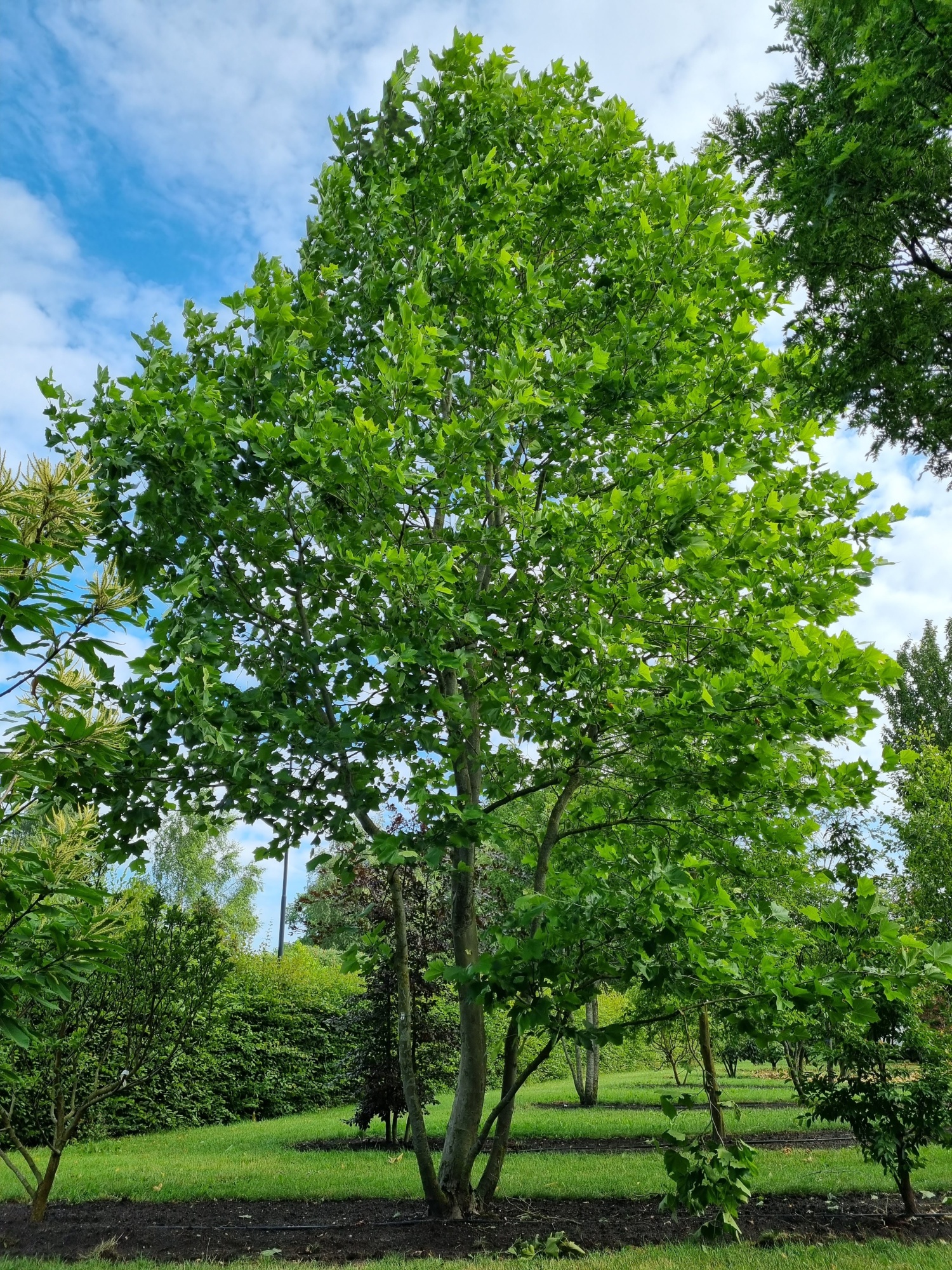 Platanus x hispanica als meerstammige boom