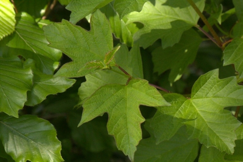 Gelderse Roos, Viburnum opulus kopen