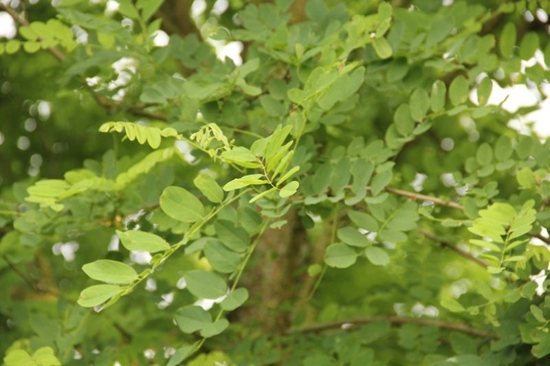 Valse Acacia, Robinia pseudoacacia kopen