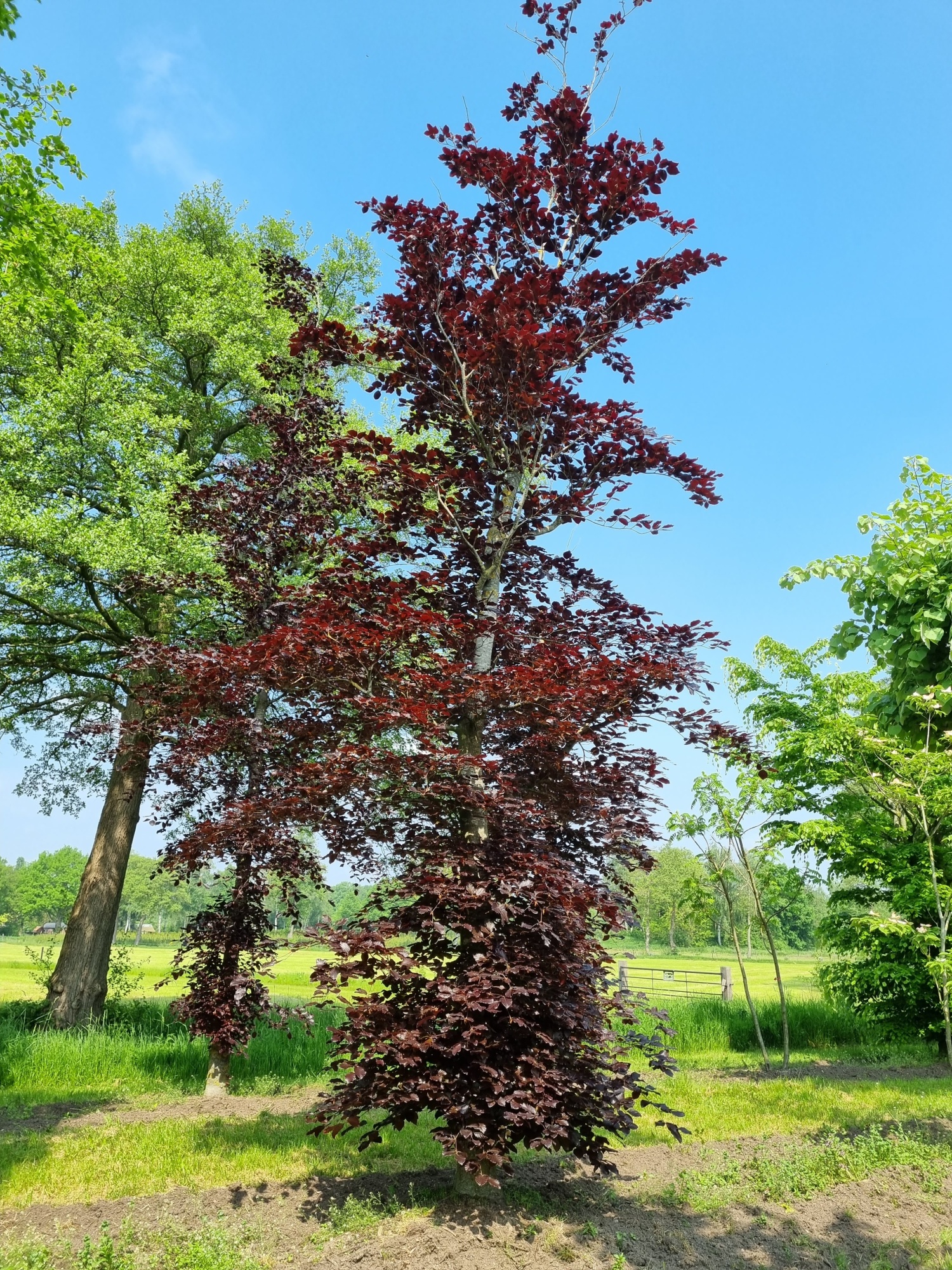 Rode Beuk 'Atropunicea', Fagus sylvatica 'Atropunicea' kopen