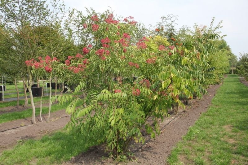 Bijenboom, Tetradium daniellii kopen