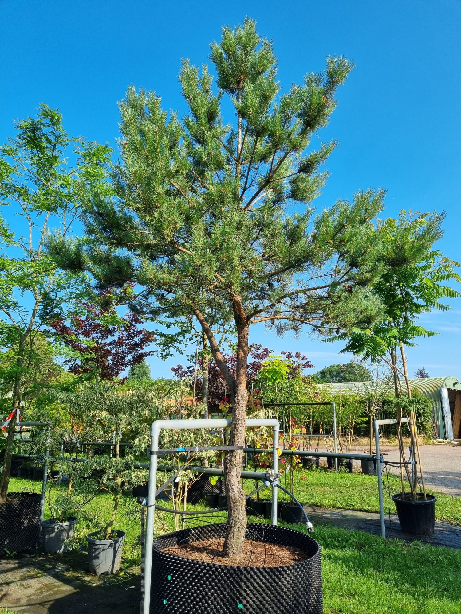 Een grote groenblijvende boom kopen? | Ten Hoven Bomen
