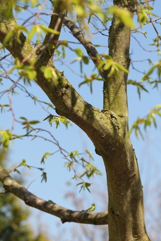 Haagbeuk, spil, Carpinus betulus kopen