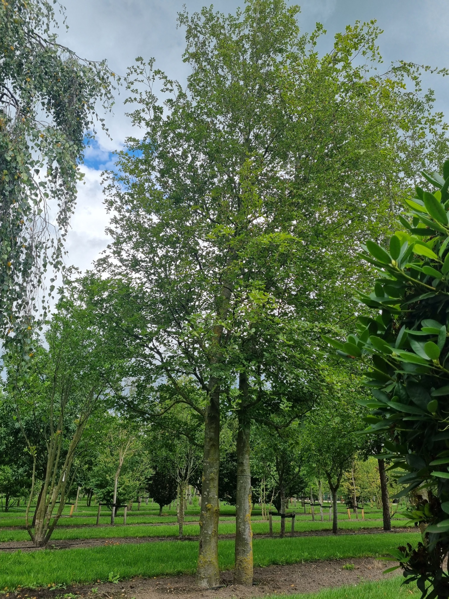 Fagus sylvatica als zware solitaire meerstammige boom