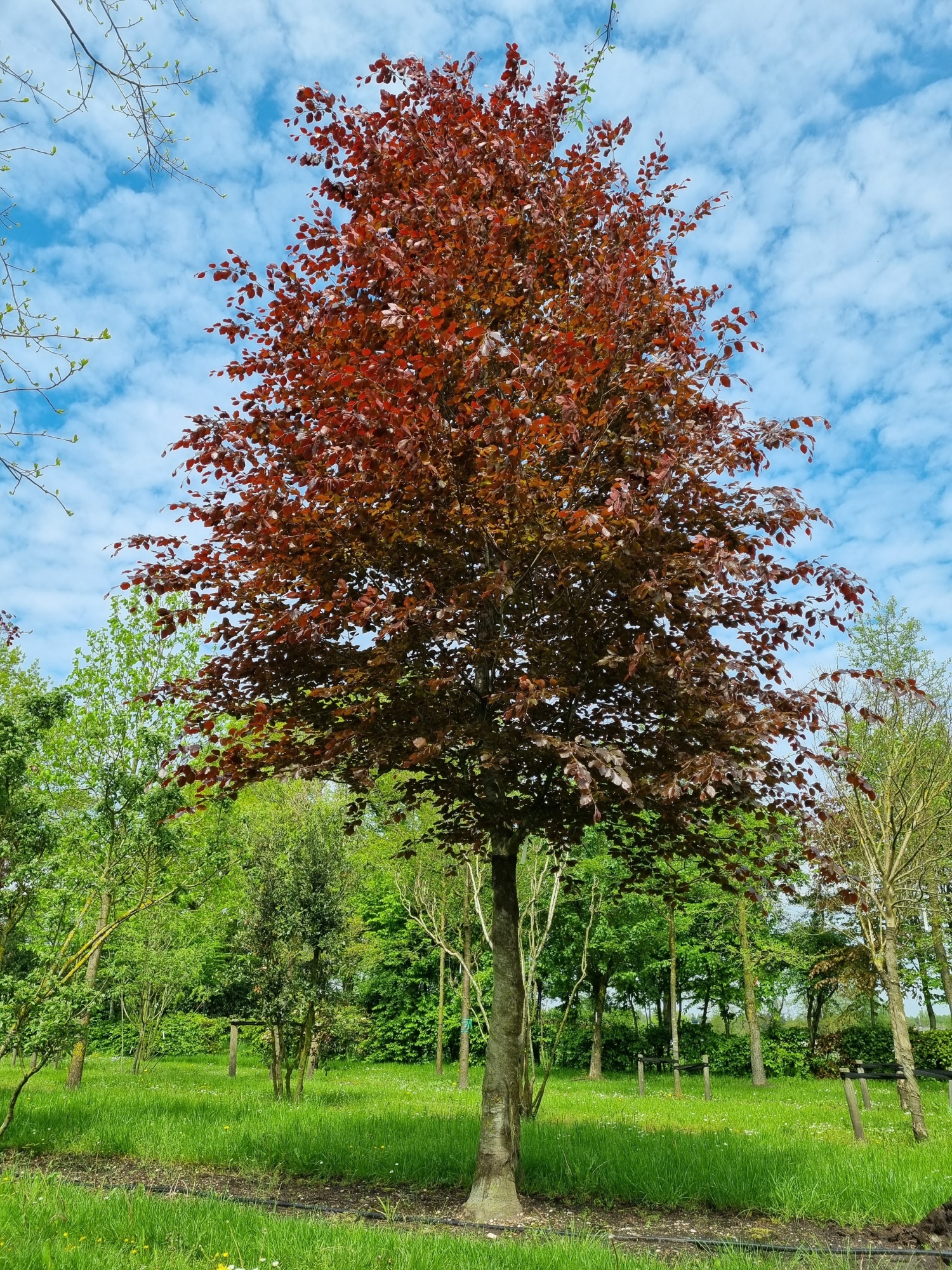 Rode Beuk 'Atropunicea', Fagus sylvatica 'Atropunicea' kopen