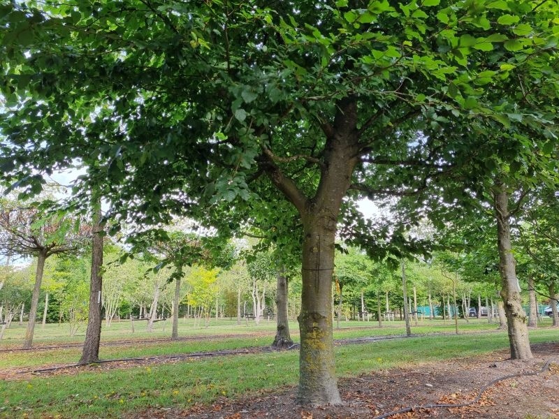 Gewone Beuk, Groene Beuk, Fagus sylvatica kopen