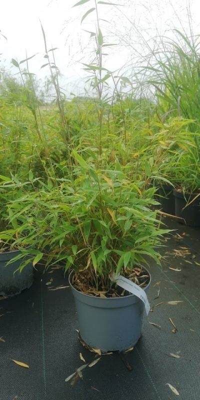 Bamboe 'Simba', Fargesia murieliae 'Simba' kopen