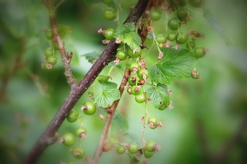 Zwarte bes 'Titania', Ribes nigrum 'Titania' kopen
