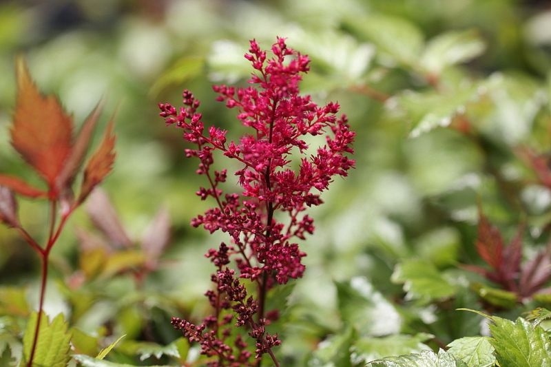 Spirea rood, Astilbe 'Fanal' kopen