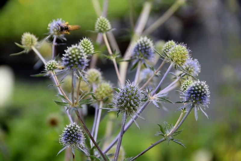 Blauwe distel, Eryngium planum kopen