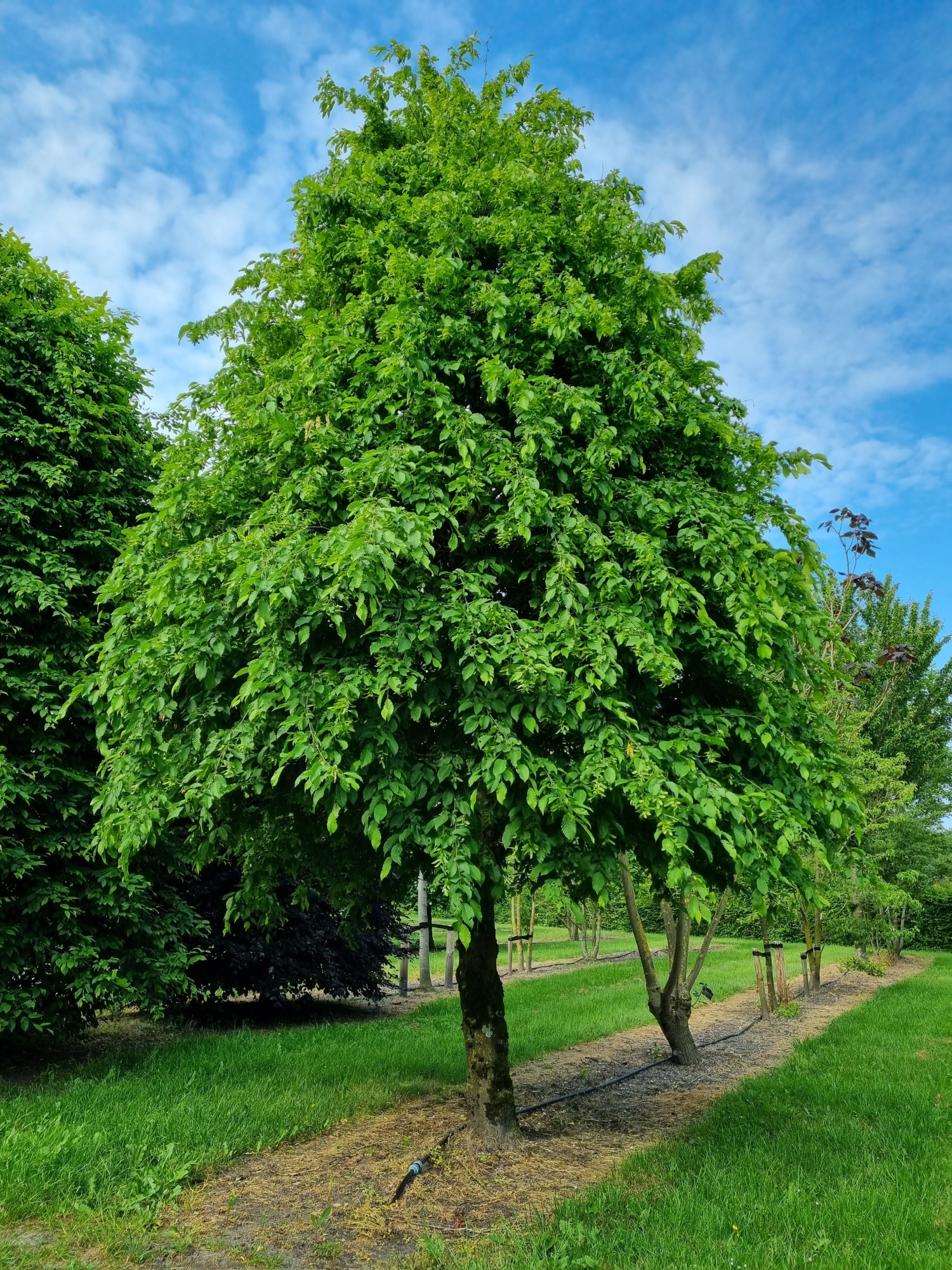 Haagbeuk, Carpinus betulus kopen