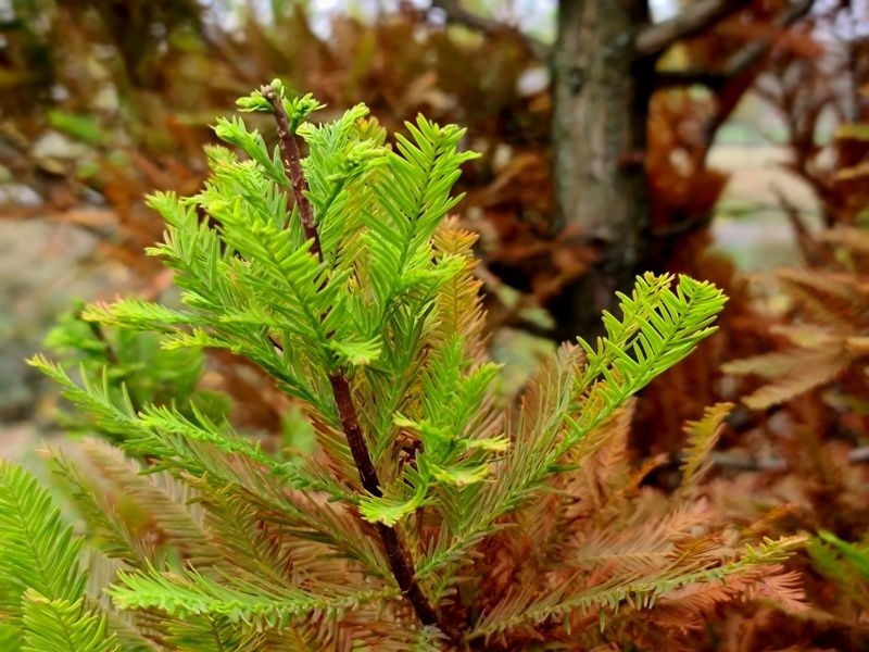 Moerascypres 'Peve Minaret', Taxodium distichum 'Peve Minaret' kopen