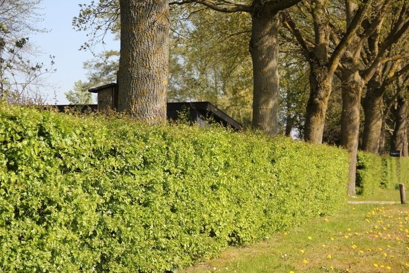 Zeeuwse haag pakket 45 stuks., kopen