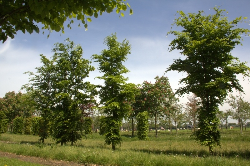 Gewone Beuk, Groene Beuk, Fagus sylvatica kopen