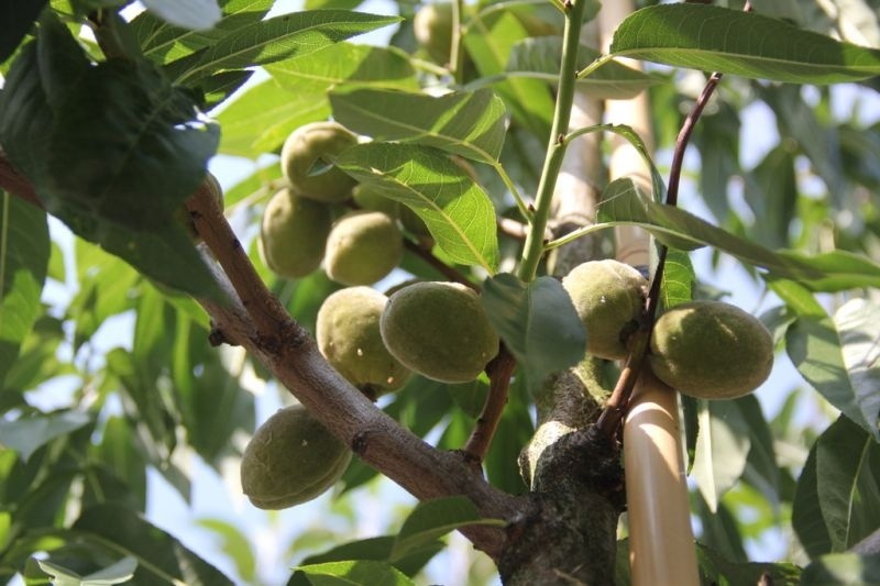 Amandel 'Robijn', Prunus dulcis 'Robijn' kopen