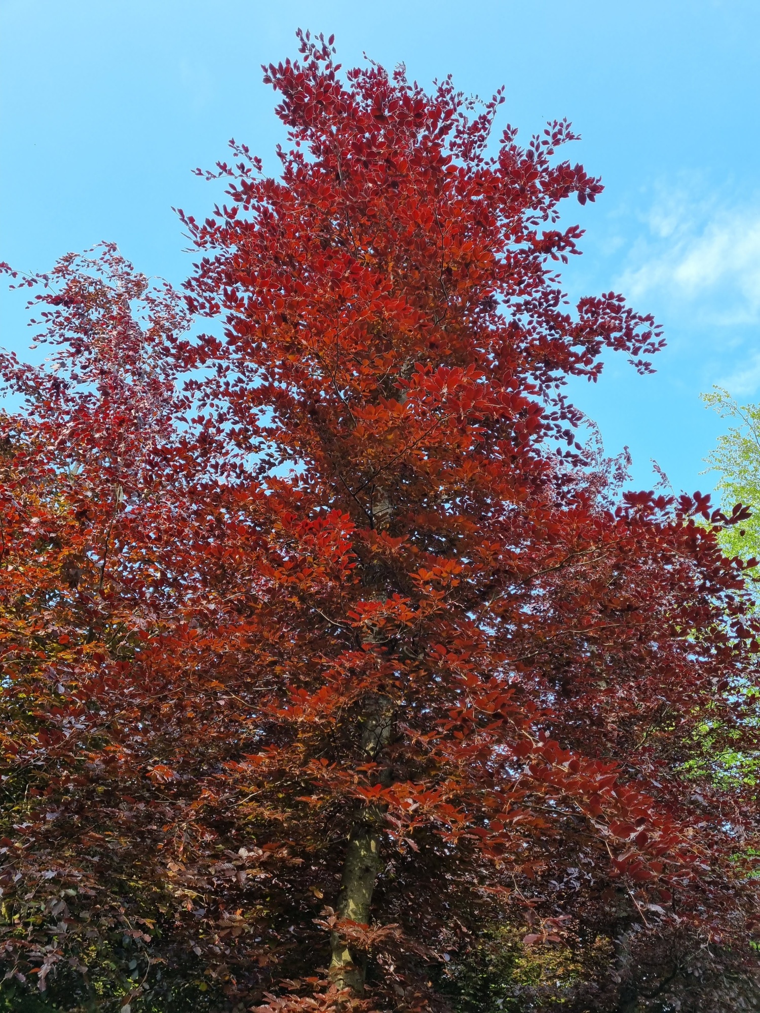 Zoekt u een grote rode beuk? Nr 992 is een prachtig exemplaar.