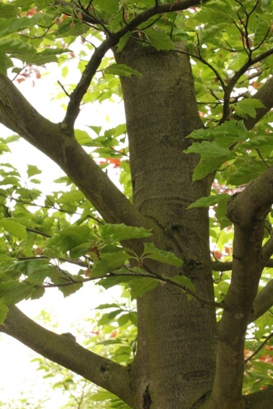 Beuk 'Grandidentata', Fagus sylvatica 'Grandidentata' kopen
