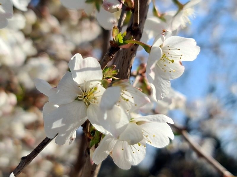 Sierkers 'The Bride', Prunus 'The Bride' kopen