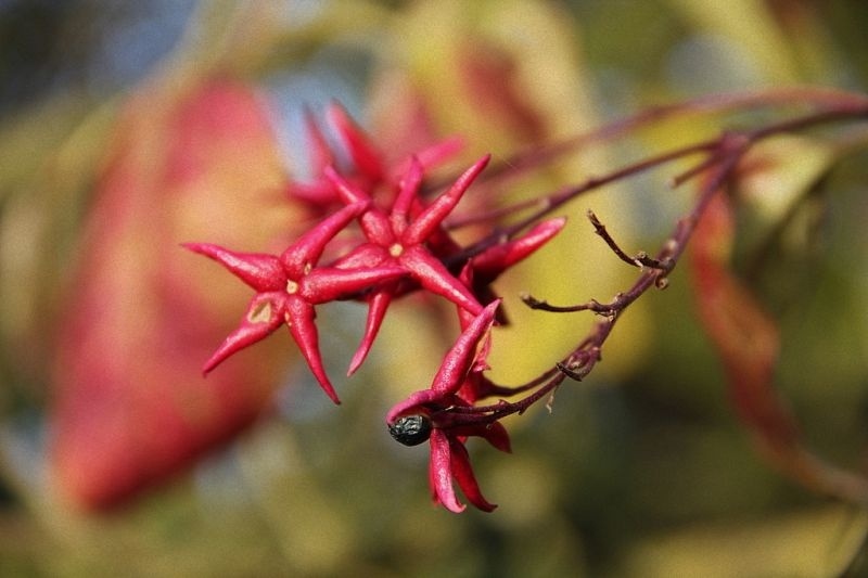 Kansenboom, Clerodendrum trichotomum kopen
