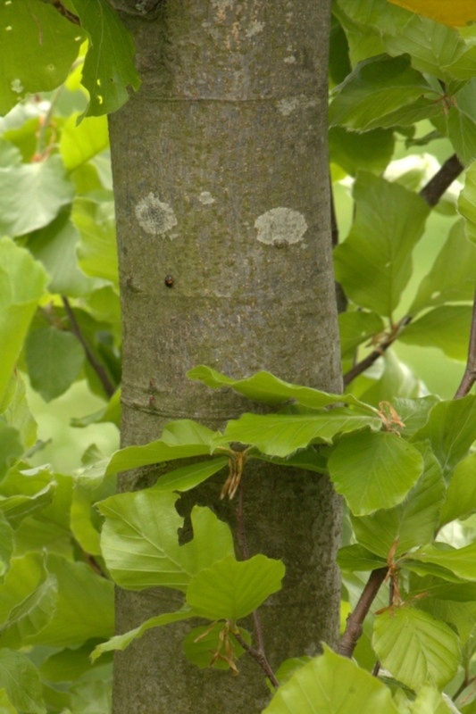 Beuk 'Dawyck', Fagus sylvatica 'Dawyck' kopen