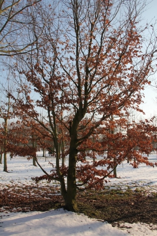 Gewone beuk, Fagus sylvatica kopen