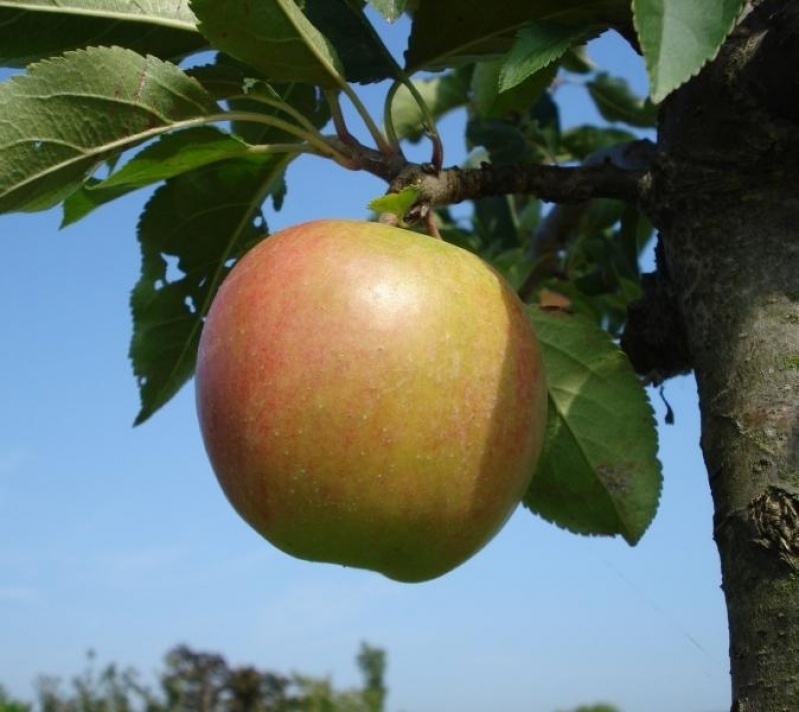 Appel "Rajka", Malus domestica 'Rajka' kopen