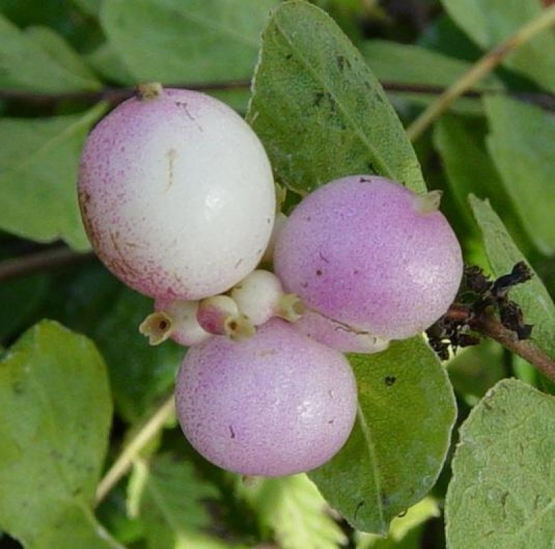 Sneeuwbes 'Magic Berry' - vakbeplanting, Symphoricarpos doorenbosii ...