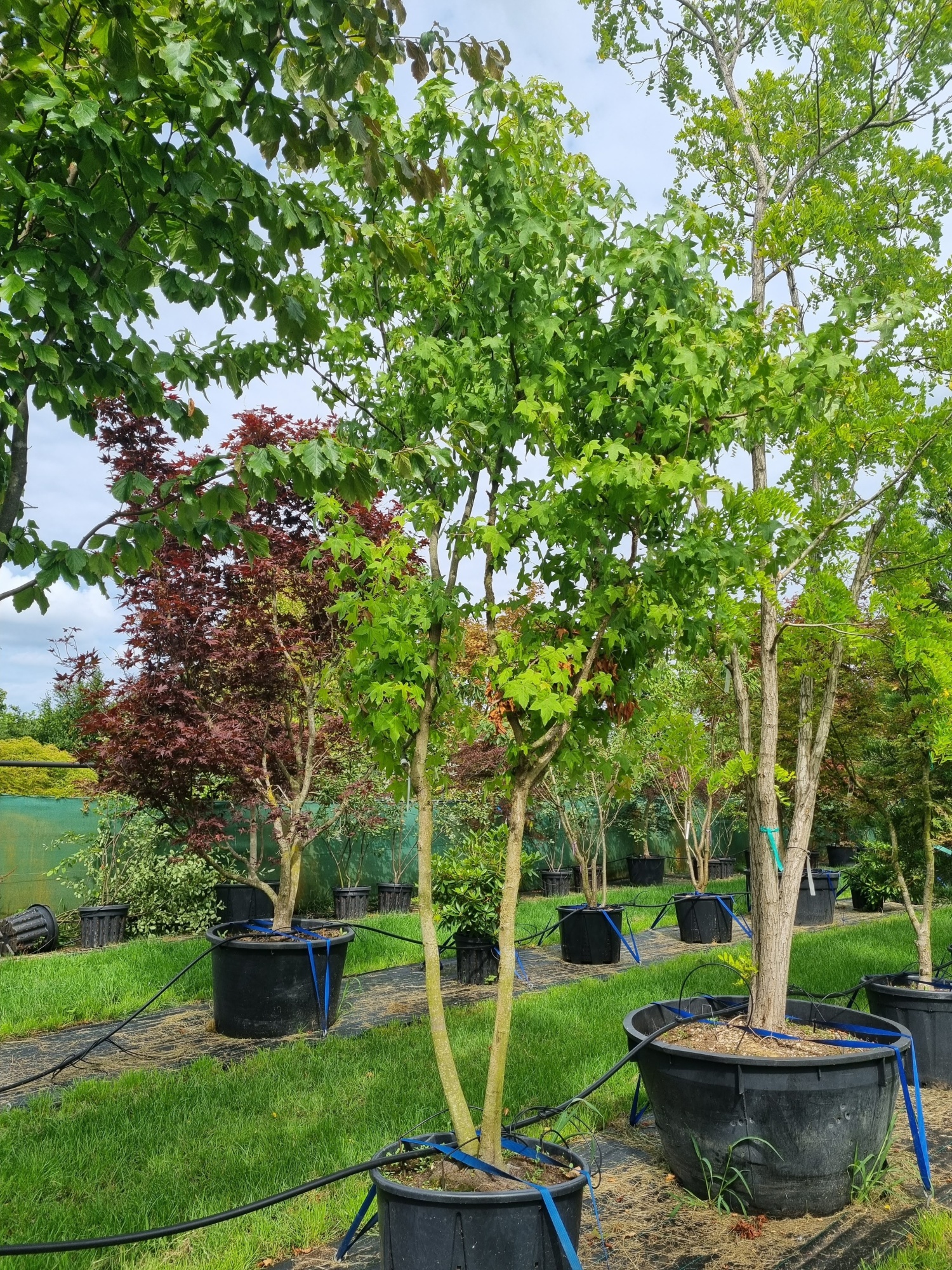 Amberboom, Liquidambar styraciflua kopen