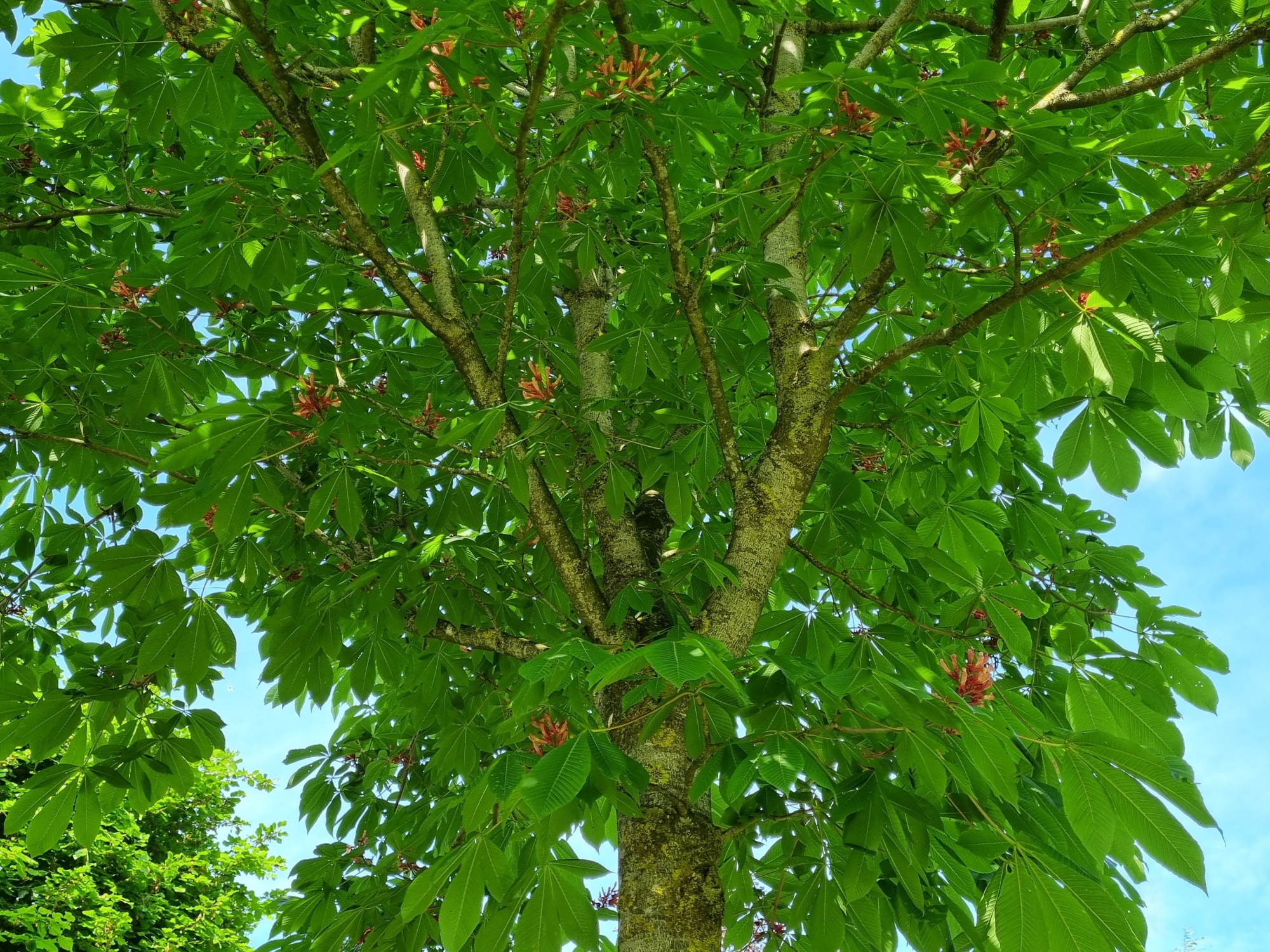 Aesculus pavia is een dwergsoort van de kastanjeboom