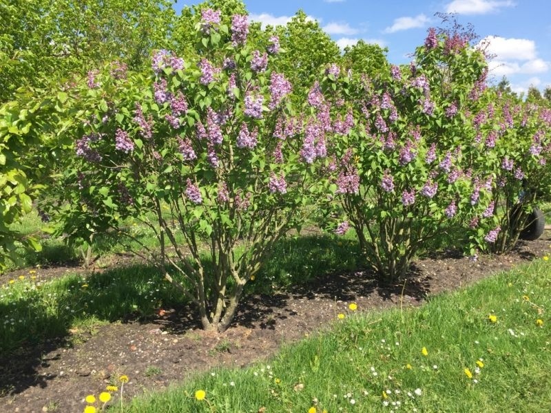 Sering 'Michel Buchner', Syringa vulgaris 'Michel Buchner' kopen