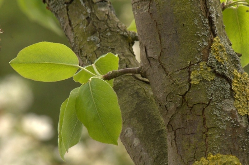 Peer ras onbekend, Pyrus communis cv kopen