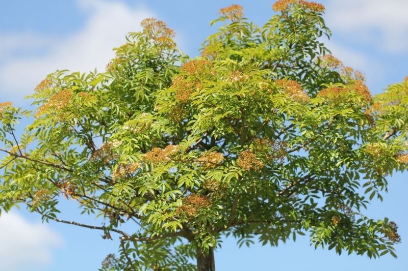 Lijsterbes 'Fireball', Sorbus commixta 'Fireball' kopen