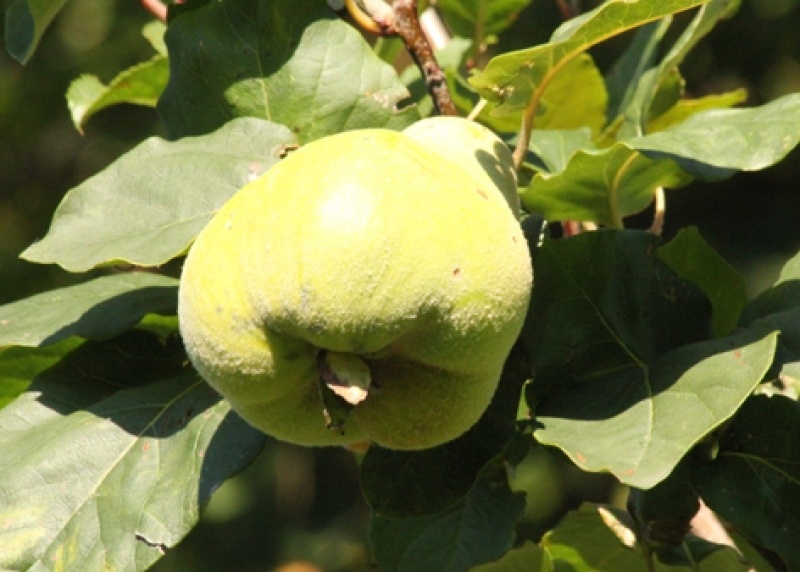 Kweepeer, Cydonia oblonga 'Vranja' kopen