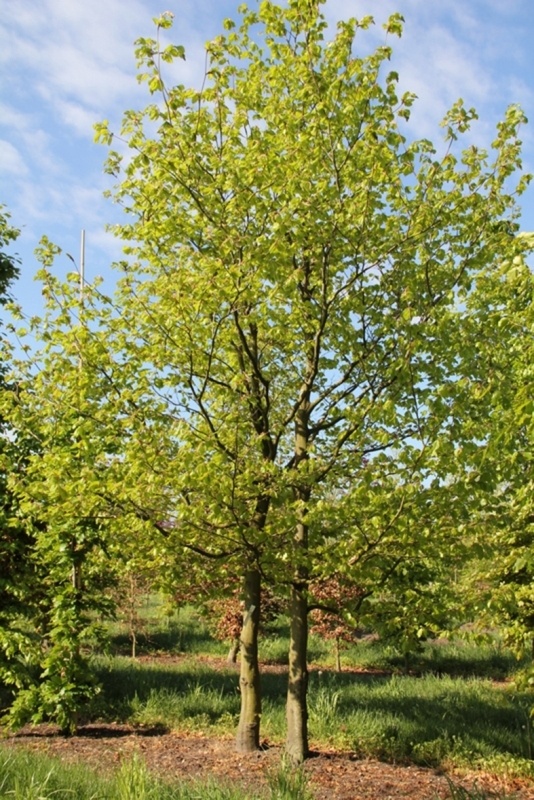 Gewone beuk, Fagus sylvatica kopen