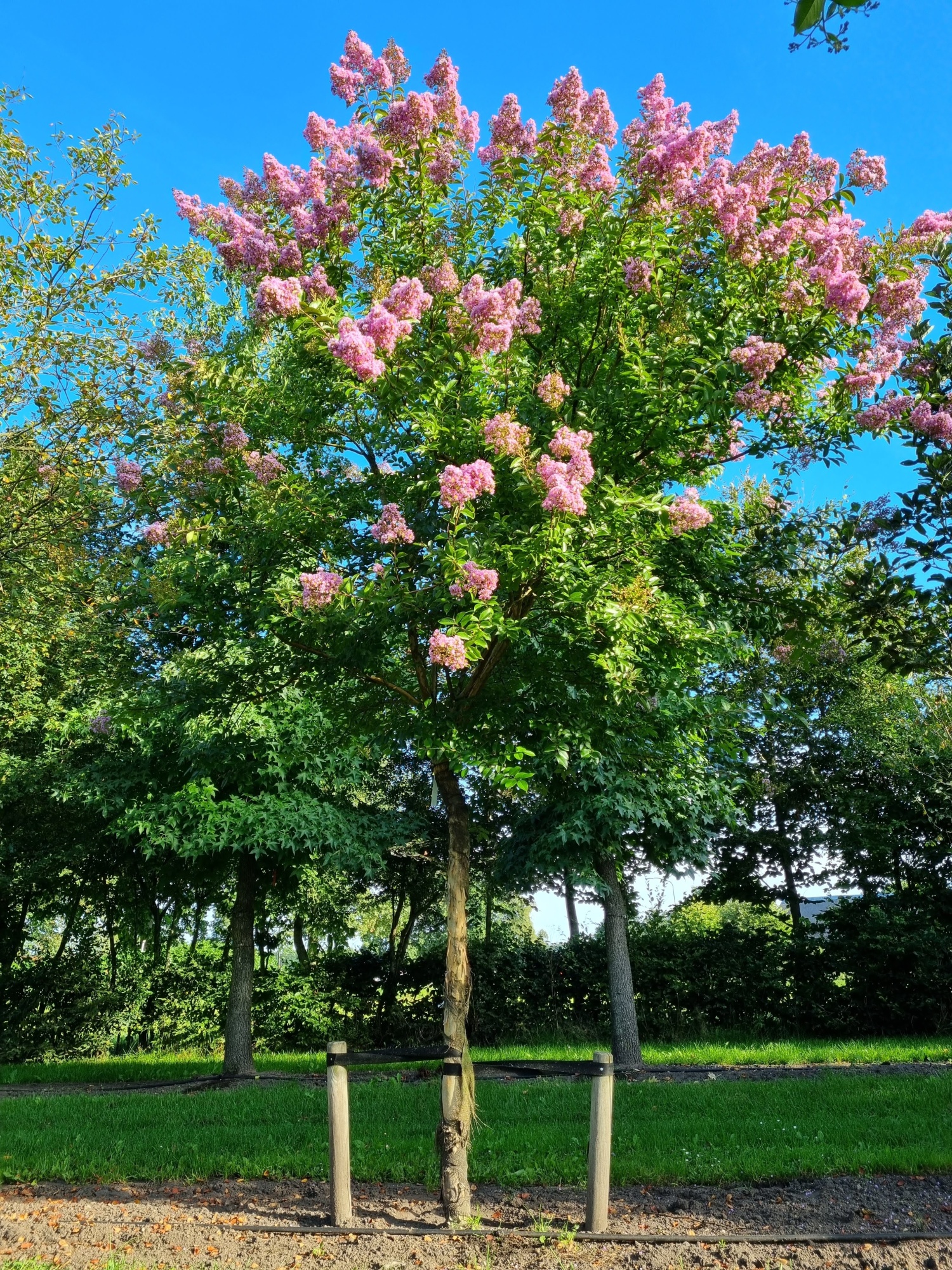 Lagerstroemia 'Rosea', Lagerstroemia indica 'Rosea' kopen