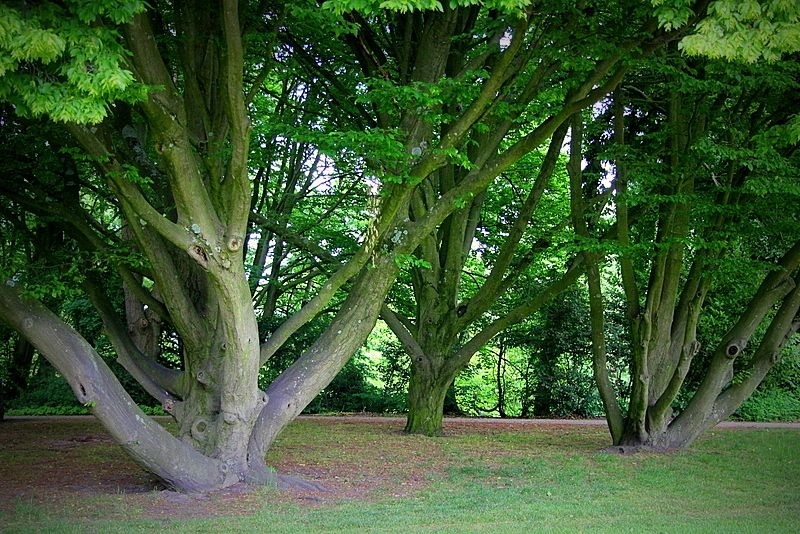Haagbeuk als klimboom, Carpinus betulus kopen