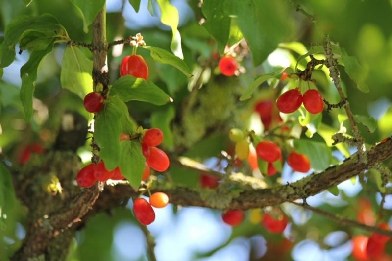 Gele kornoelje, Cornus mas kopen