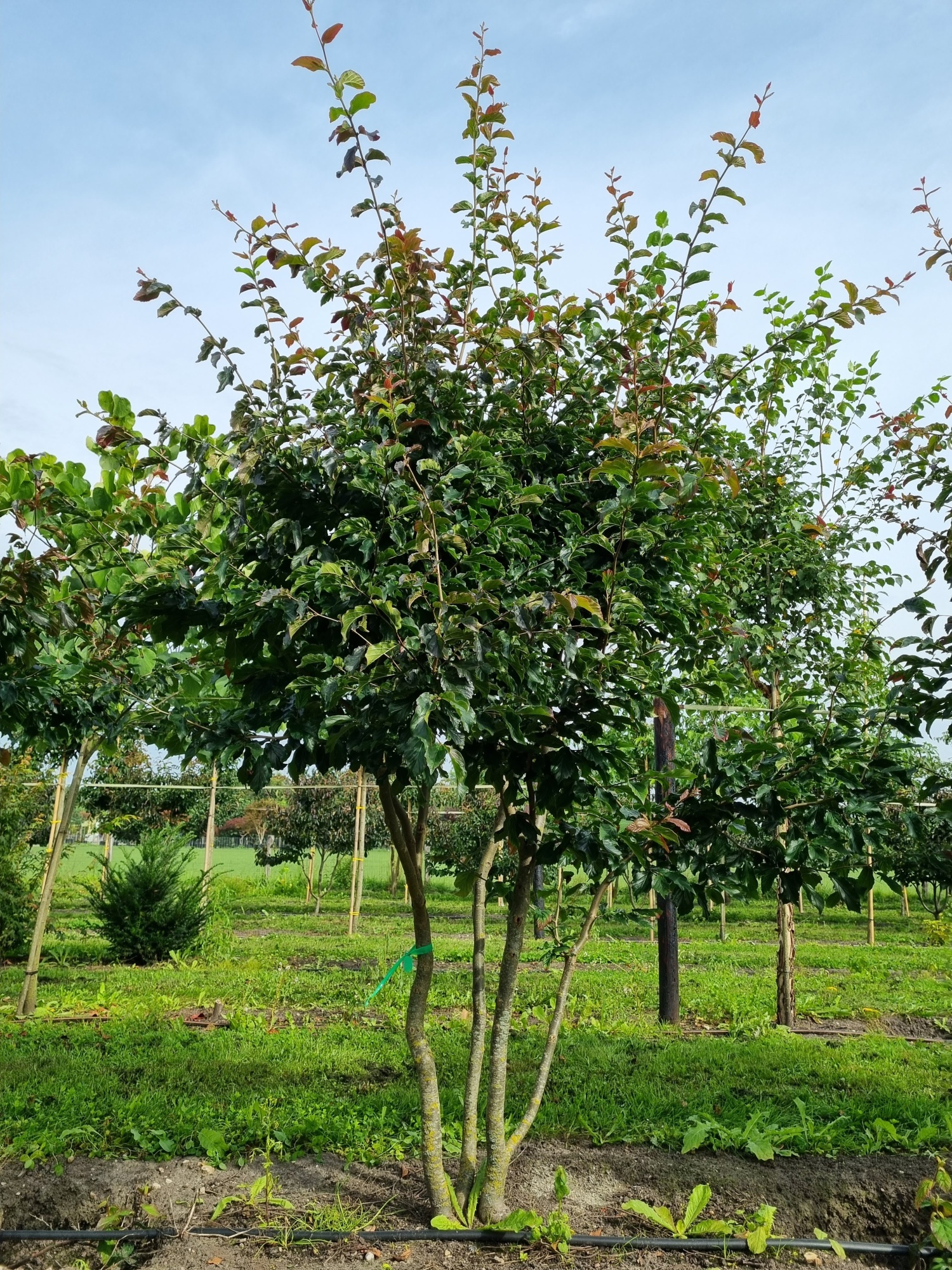 Perzisch IJzerhout 'Bella', Parrotia persica 'Bella' kopen