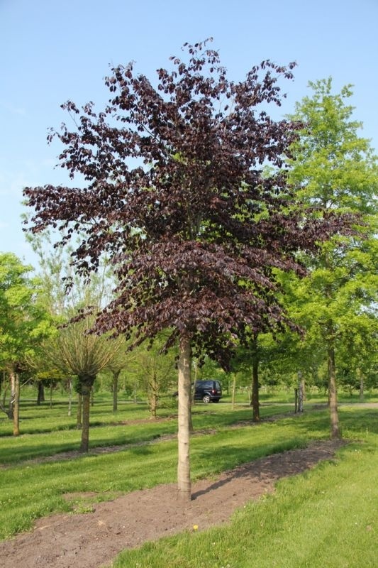 Rode Beuk 'Atropunicea' , Fagus sylvatica 'Atropunicea' kopen