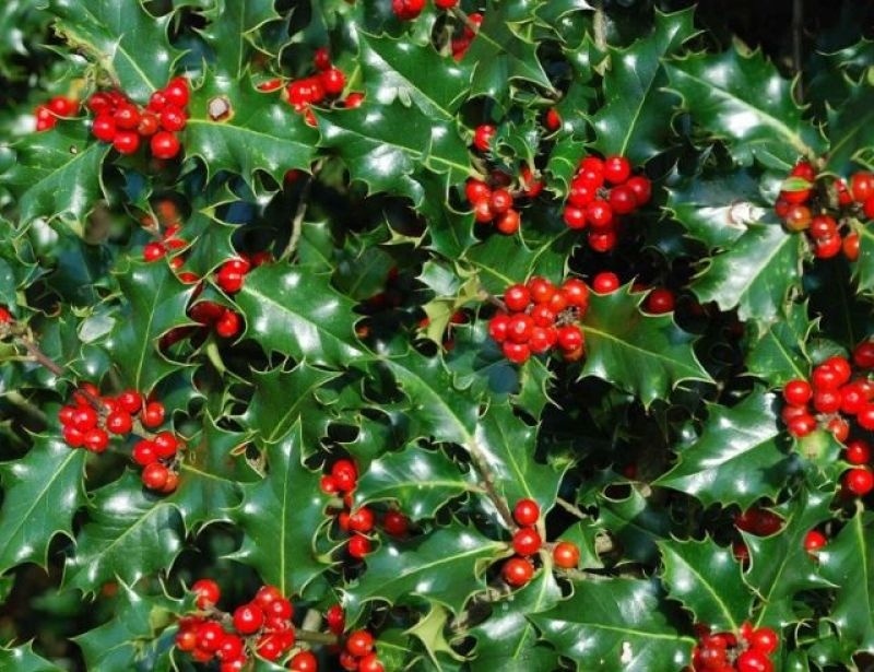 Scherpe Hulst 'Alaska', Ilex aquifolium 'Alaska' kopen