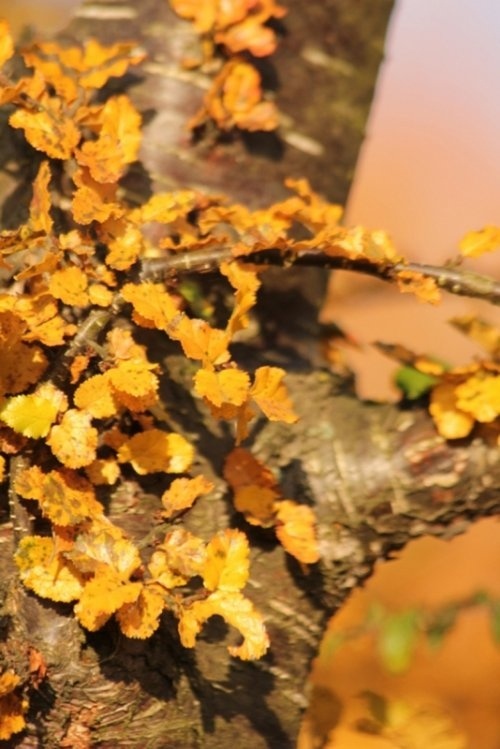 Schijnbeuk, Antarctische beuk, Zuidelijke beuk, Nothofagus antarctica kopen