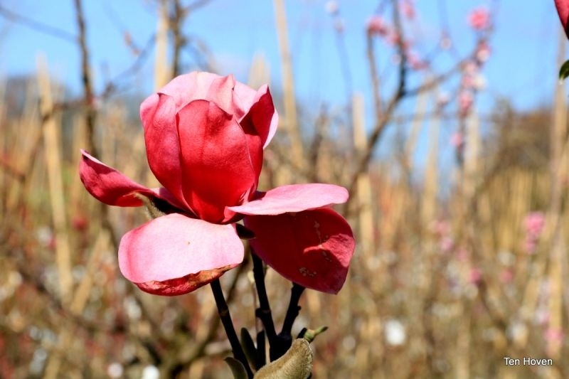 Magnolia 'Emperor', Magnolia 'Emperor' kopen