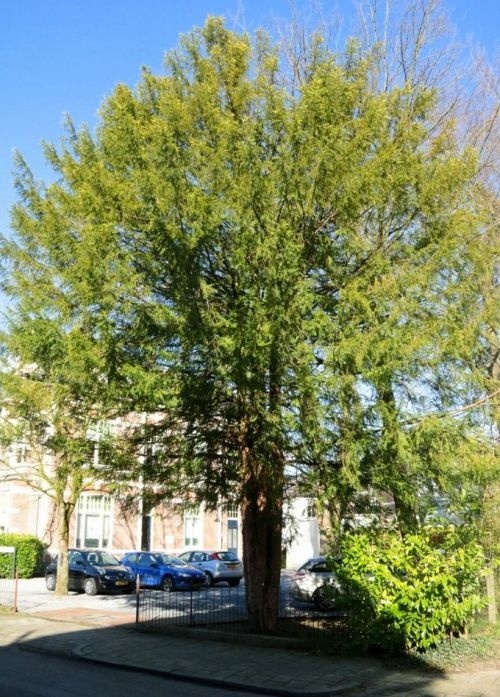 Venijnboom, Taxus baccata kopen