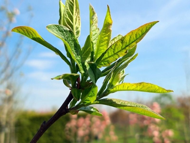 Mispel, Mespilus germanica 'Westerveld' kopen