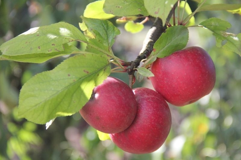 Appel 'Red Elstar' , Malus domestica 'Red Elstar' kopen