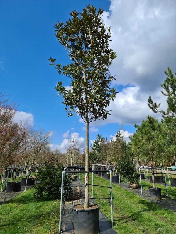 Magnolia 'Galissonniére', Magnolia Grandiflora 'Galissonniére' kopen