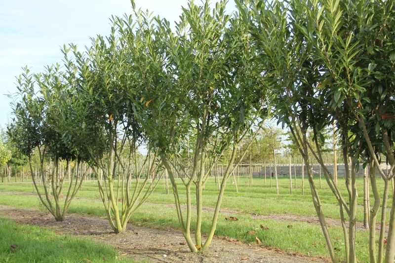 Laurierkers 'Caucasica', Prunus laurocerasus 'Caucasica' kopen