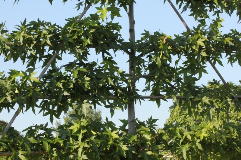 Amberboom 'Worplesdon', Liquidambar styraciflua 'Worplesdon' kopen