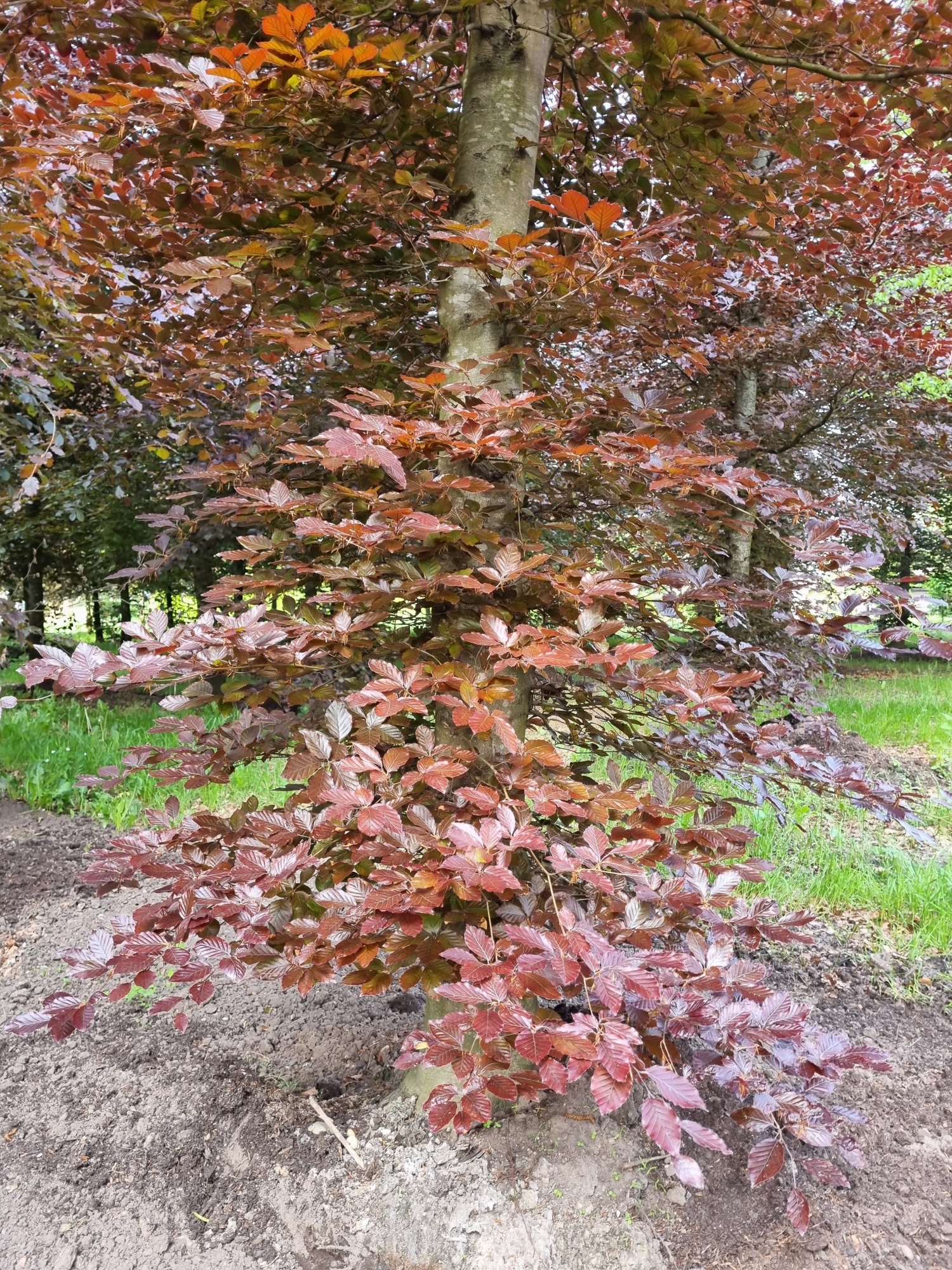 Zoekt u een grote rode beuk? Nr 992 is een prachtig exemplaar.
