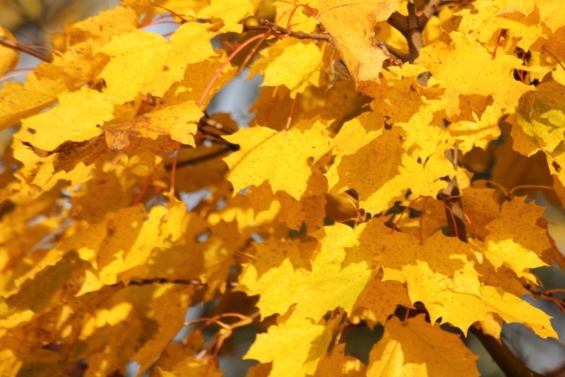 Noorse Esdoorn, Acer platanoides kopen